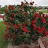 Amazon.com : 10 Red Climbing Rose Seeds Flower Bush Perennial Shrub ...
