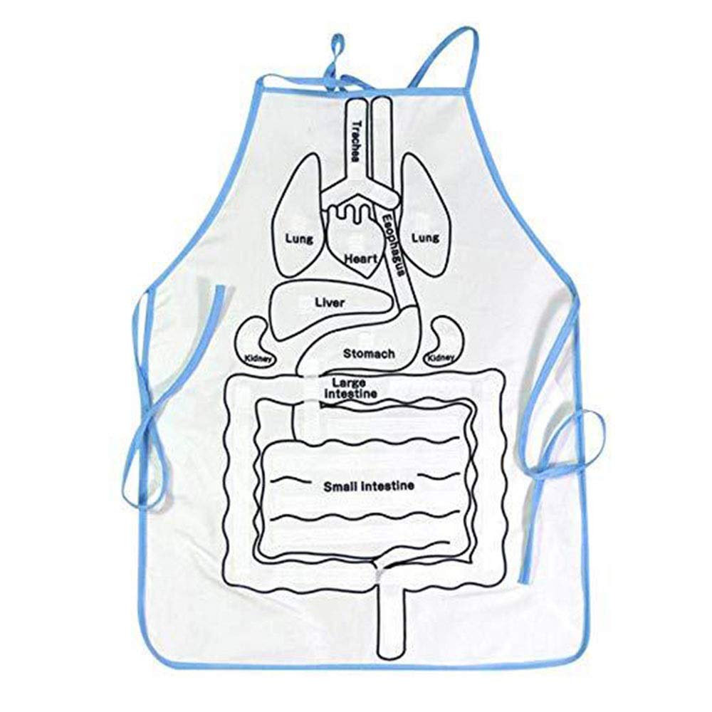 Buy Kindergarten Teaching aids Human Internal Organs, Learning The ...