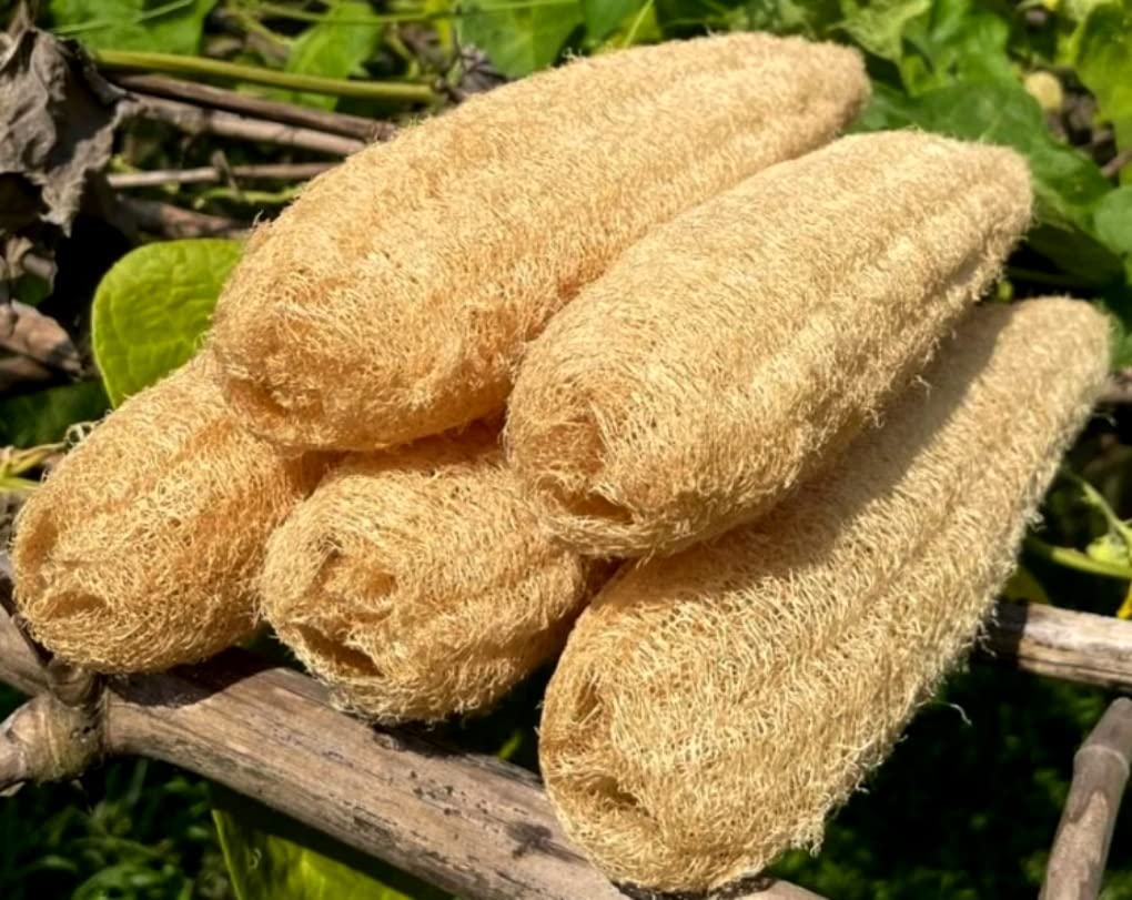 Amazon.com: Esponjas de lufa de lufa orgánica entera natural, esponjas ...