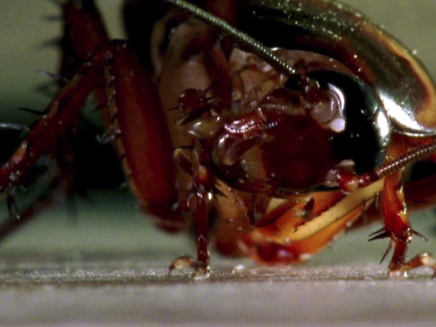 Watch Infested! - Season 1 | Prime Video