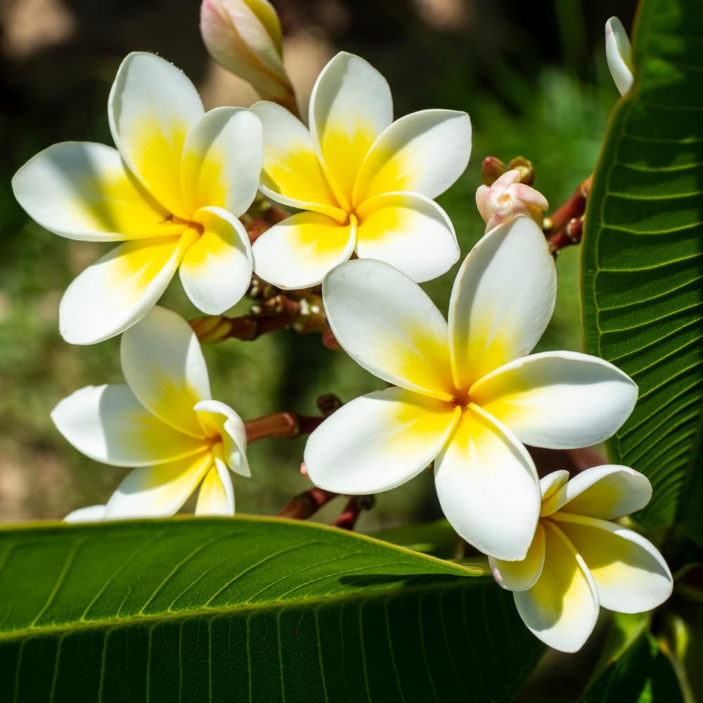 Amazon.com : Plumeria Cuttings, Plumeria Plants Live Cutting, 8 to 12 ...