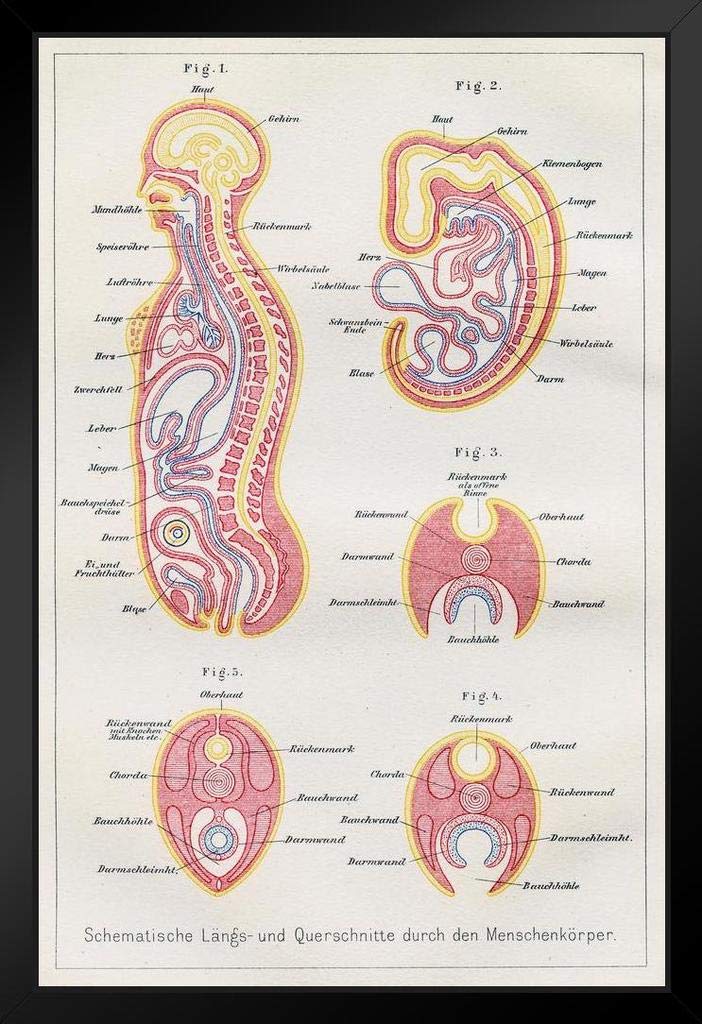 Buy Human Body Anatomy Sections 1857 Vintage Educational Chart Art ...