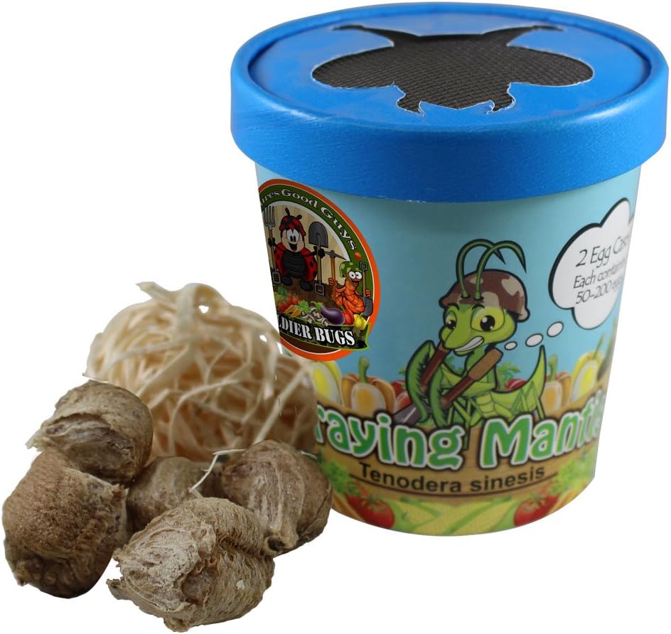Amazon.com: Praying Mantis (5) Egg Cases with Habitat Cup- 5 Egg Cases ...