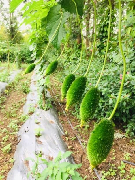 Spiny gourd seed,high germination (16 seeds) : Amazon.in: Garden & Outdoors