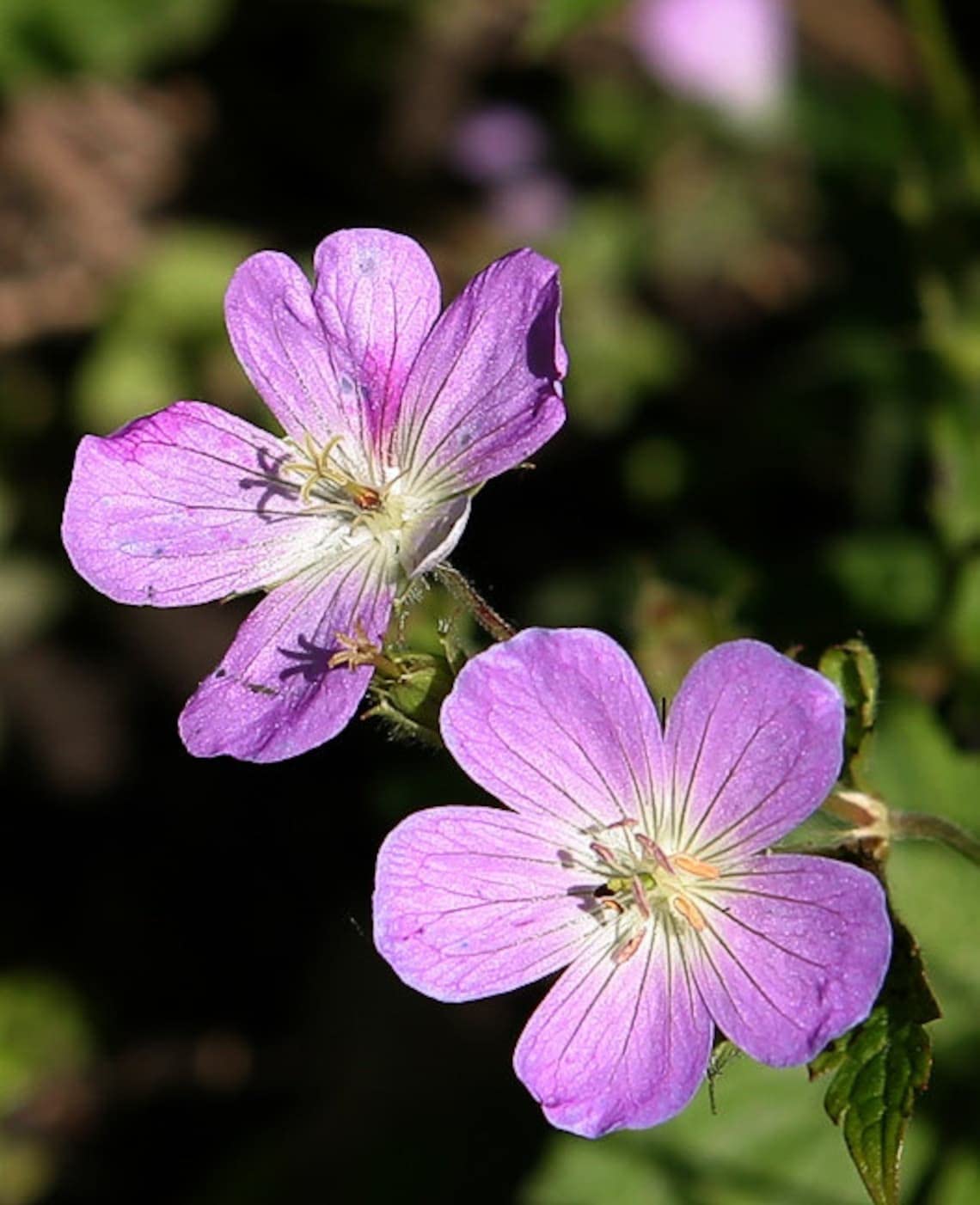 Wild Geranium Flower