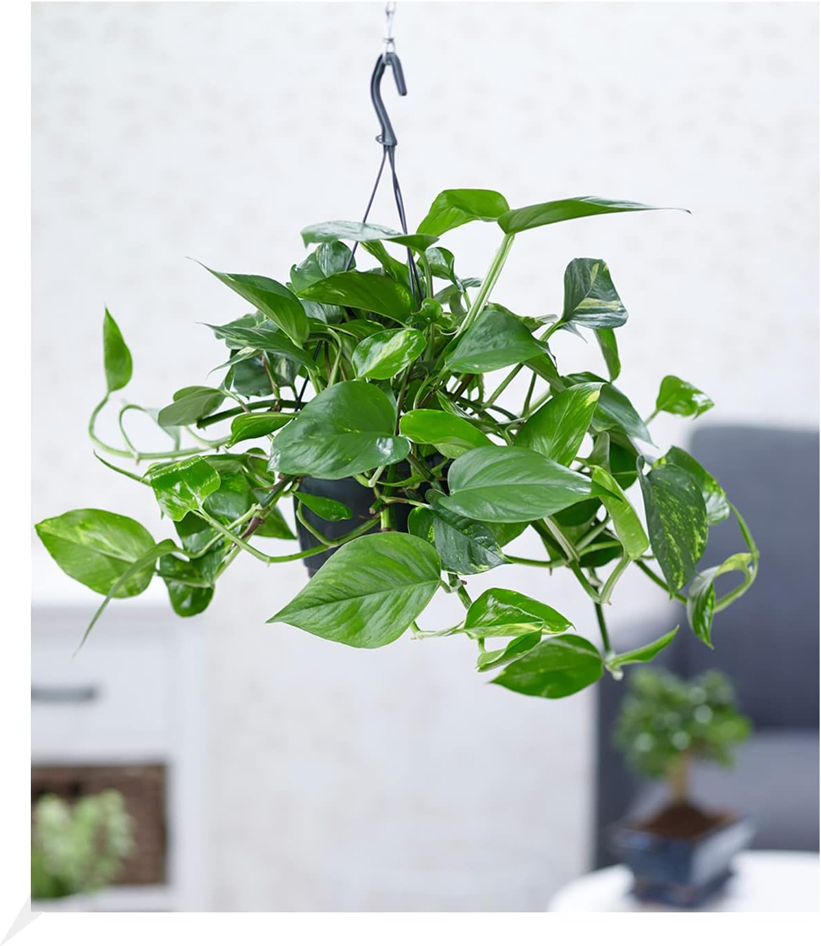 BALDUR Garten Geldbaum Crassula, 1 Pflanze, Zimmerpflanze pflegeleicht ...