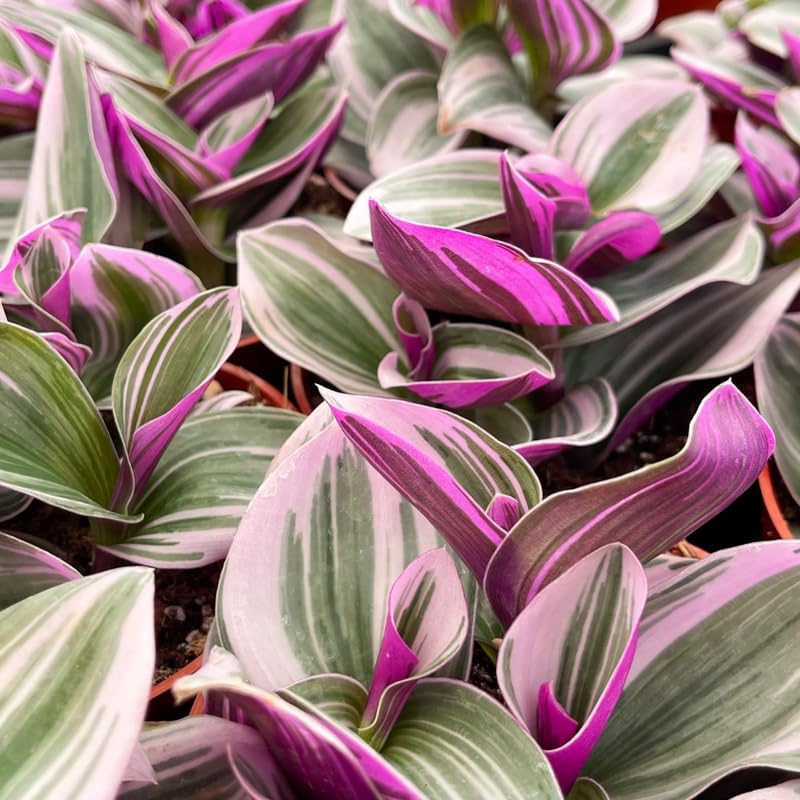 Pink Nanouk Tradescantia – Planta viva de 2.5 pulgadas, para interior y ...