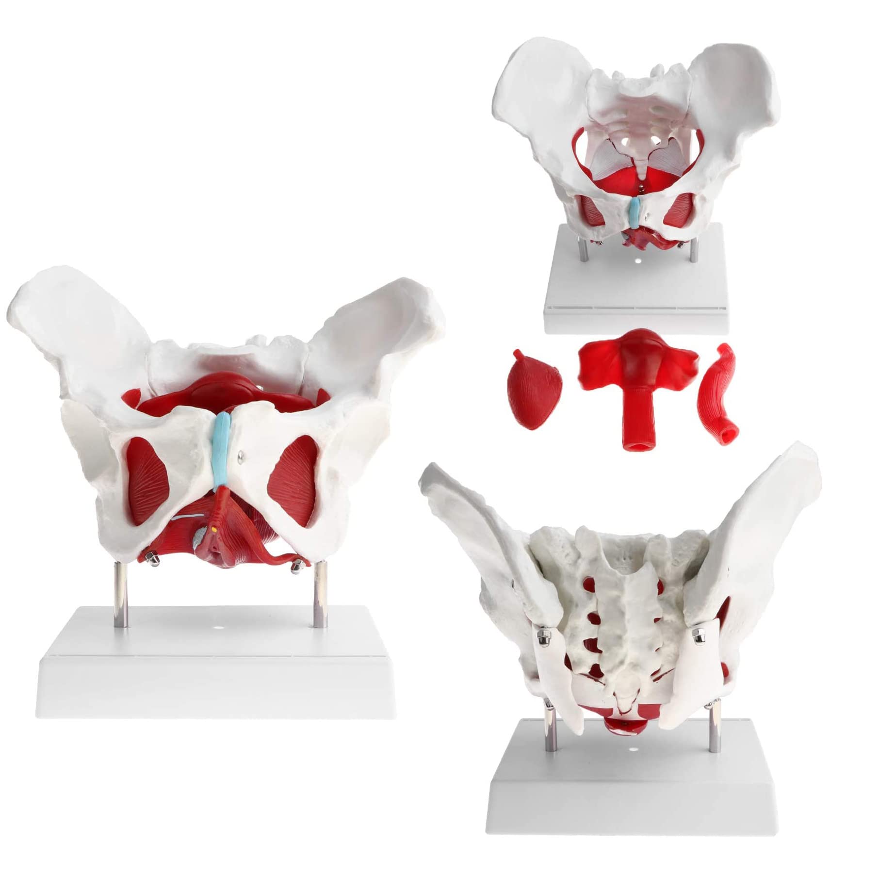 Buy UIGJIOG Female Pelvis Floor Muscles Model,Life Size Female Pelvis ...