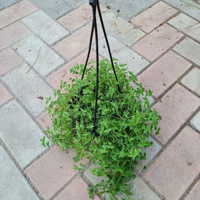 Turtle Vine Mini in 6 Inch flower Plant Natural Miniature Live Outdoor ...