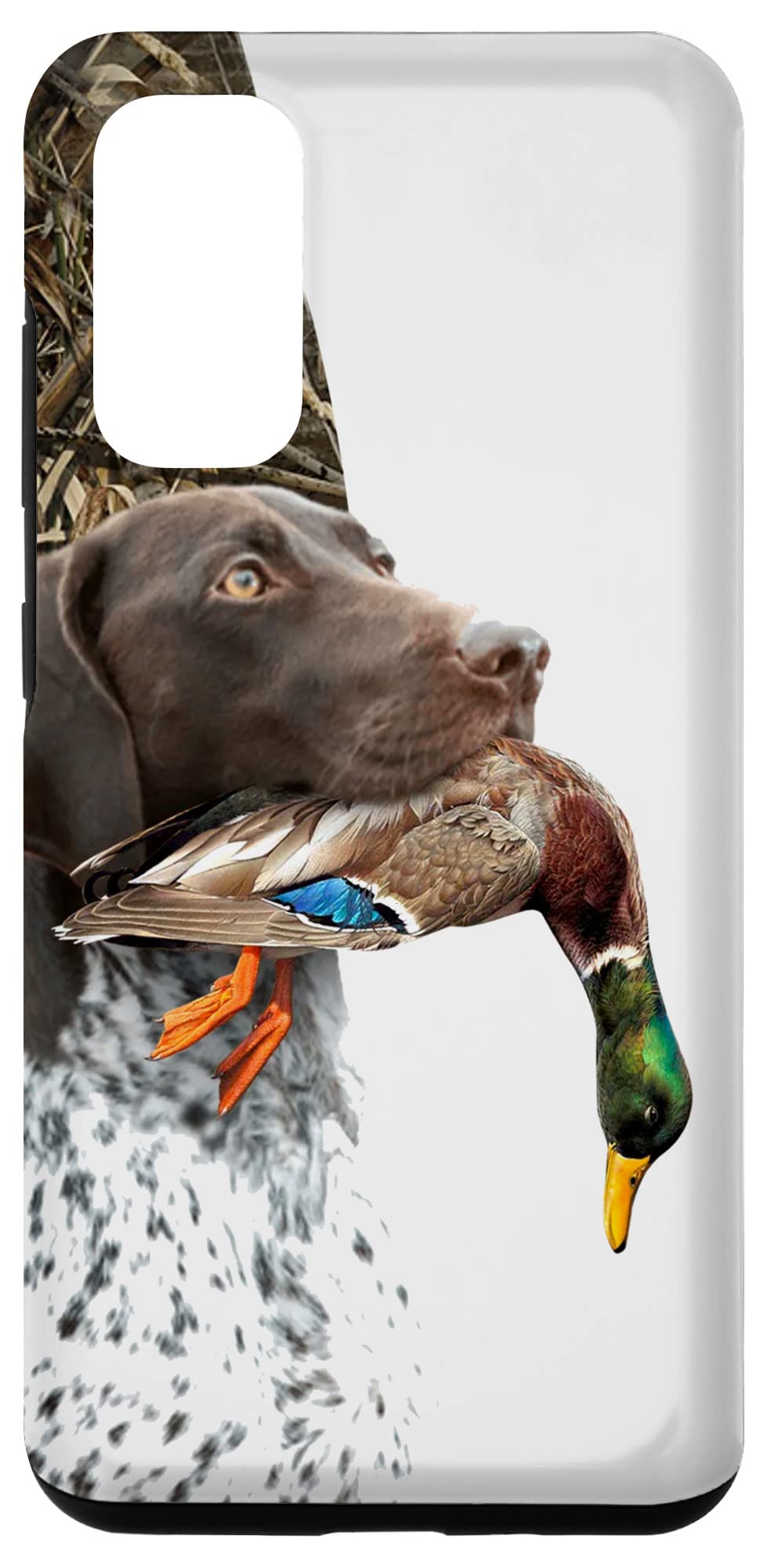 German Wirehaired Pointer Duck Hunting