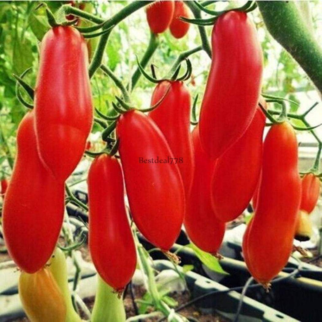 Cool Red Giant