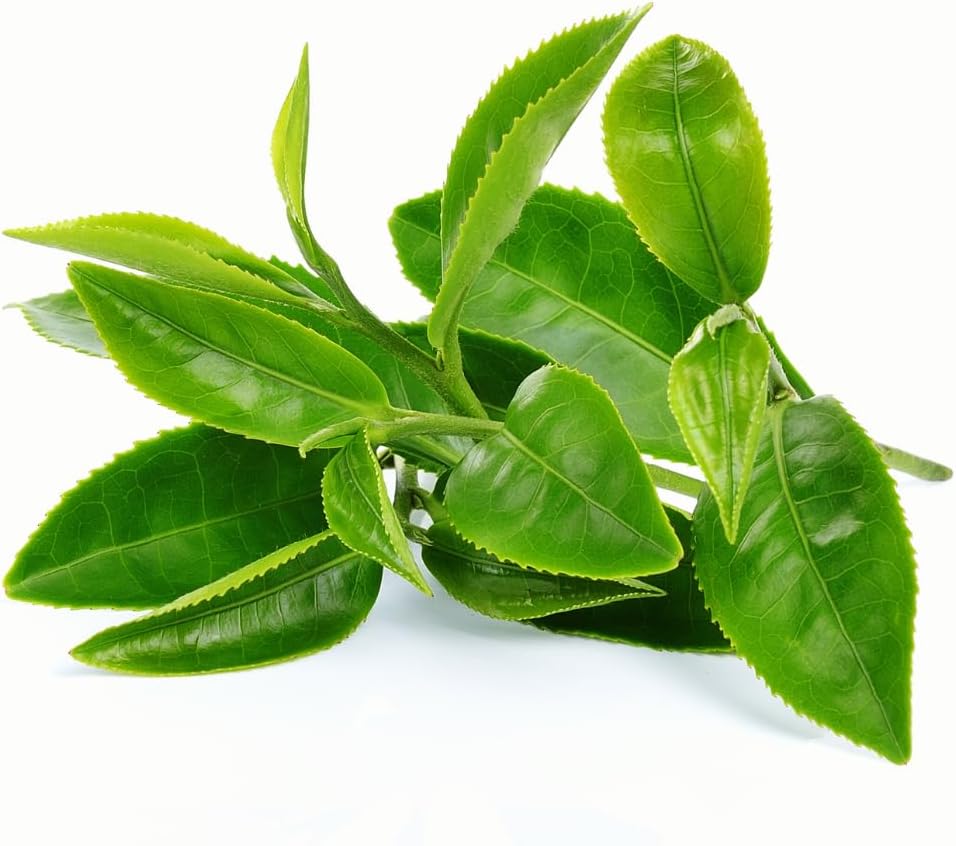 Amazon.com : Generic Tea Plant - Green Tea Live Plant (3-Pack ...