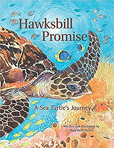 The Best Sea Turtle Books for Toddlers and Preschoolers
