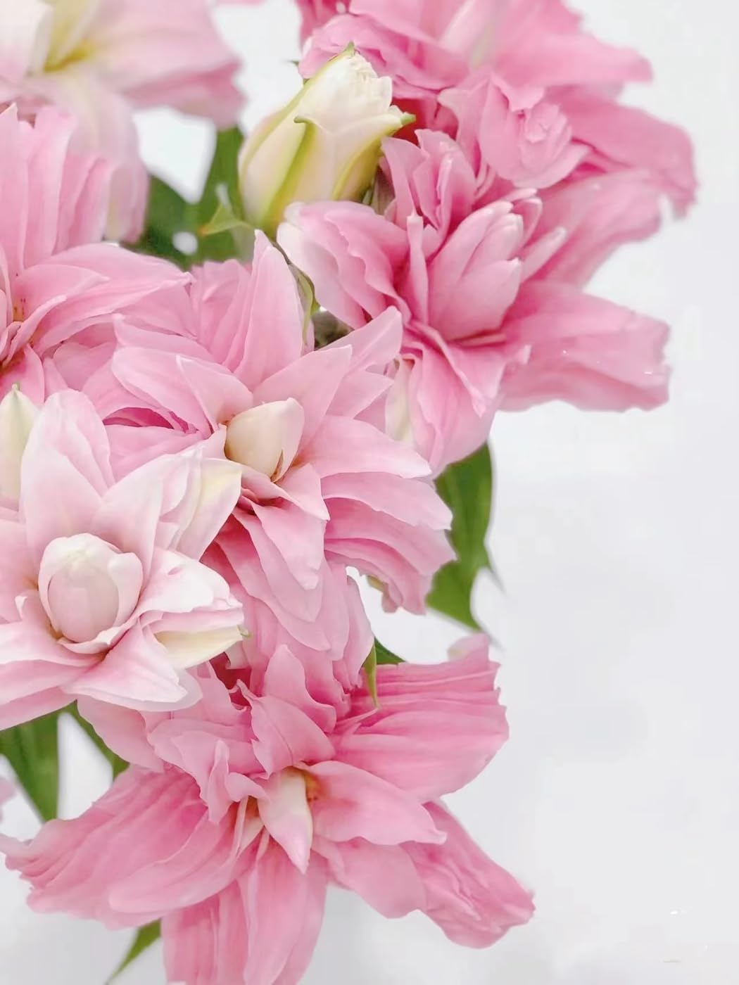 Lily Bulbs Lilium Flower Bulbs Perennials Flower Bulbs for Planting ...