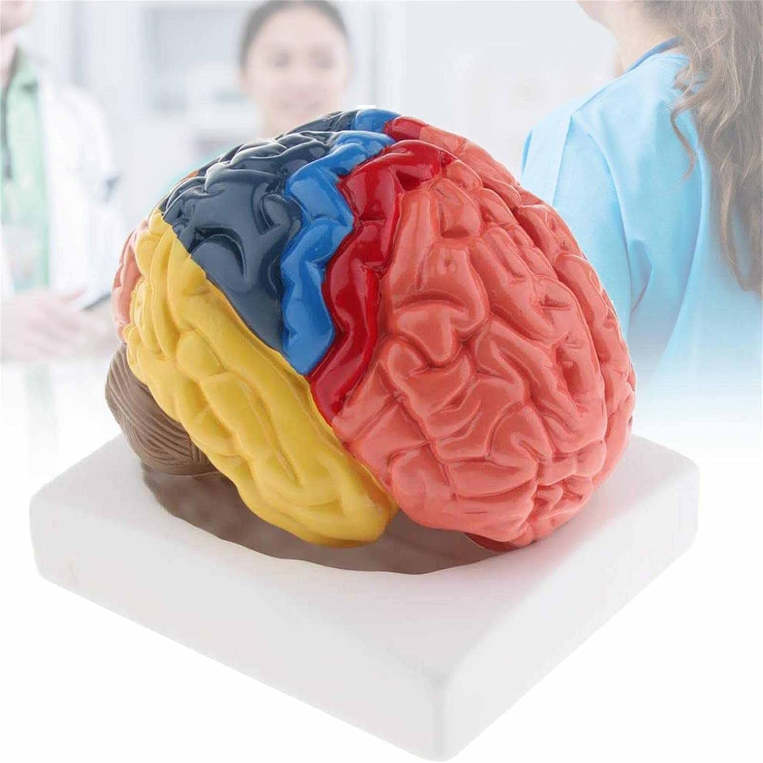 Brain Models For Psychology