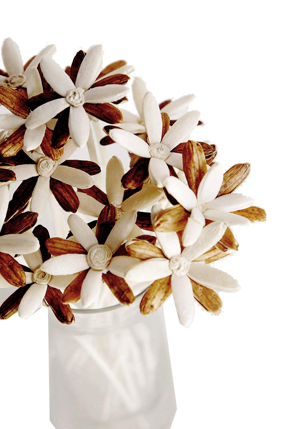 Amazon.com: 20 Two Tone Starflower Sola Flower with Reed Diffuser for ...