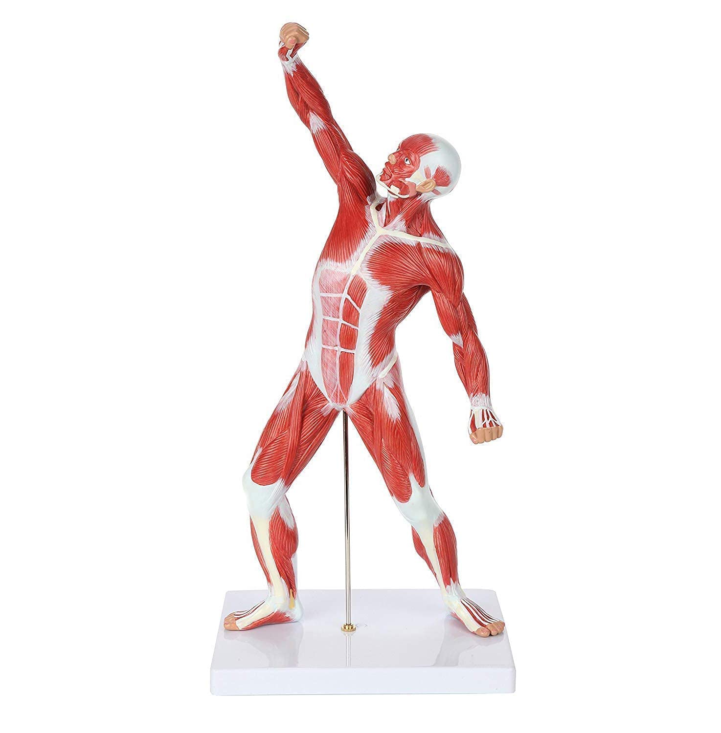 Buy Anatomy Model, Anatomical Model Torso, Anatomical Human Muscular ...