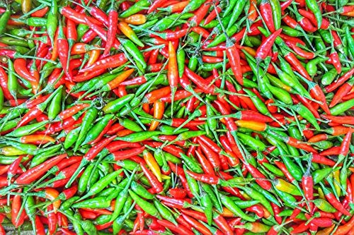 Golden Hills Farm hybrid African Bird Eye Chilli Kanthari Mulaku,Thai ...