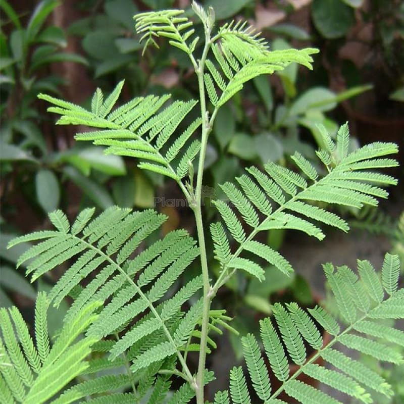 Shami patra plant, plant for shami patra (pack of 2) : Amazon.in ...