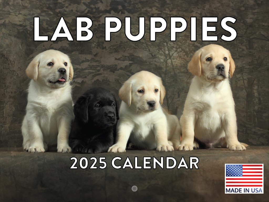 Amazon.com: Labrador Puppy Calendar 2025 Lab Puppies Monthly Wall ...