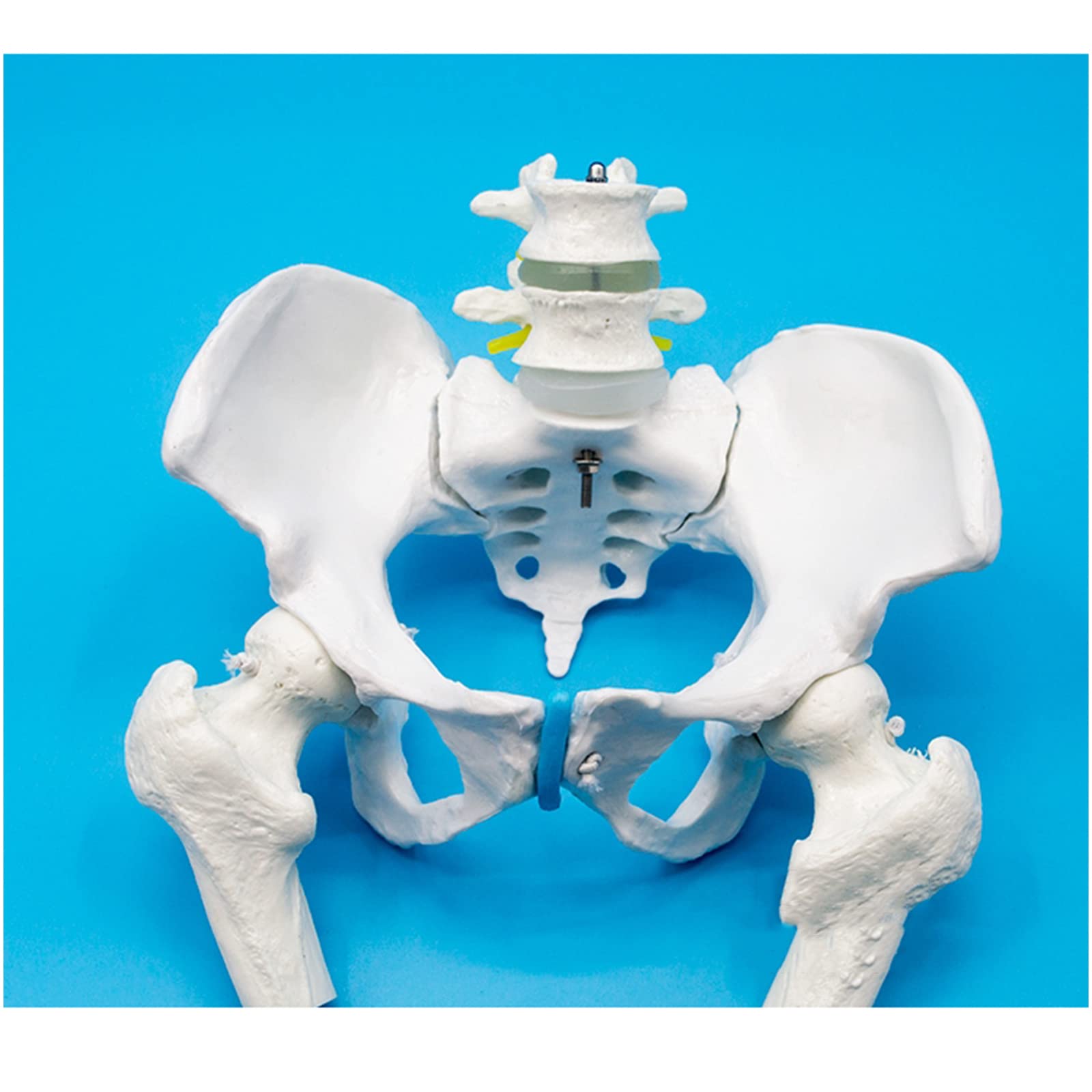 Lkylveehuman Pelvis Hip Anatomic Model Medical Training Teaching Pelvic Bone | Desertcart KUWAIT
