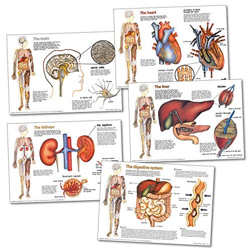Wildgoose Education SC1211 The Human Body Organs Poster Set, 42 cm x 49 ...