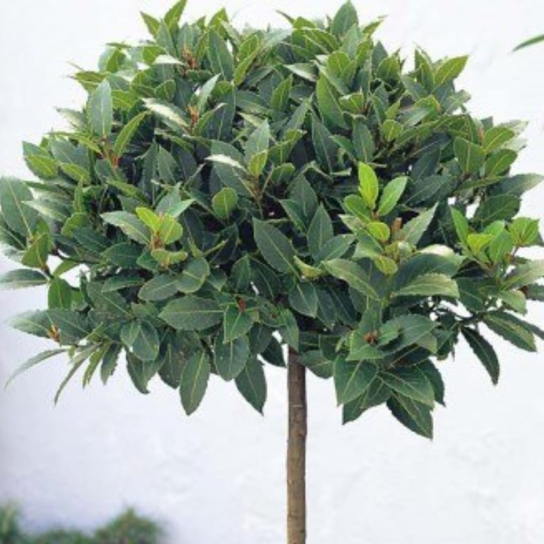 Amazon.com : Laurus Nobilis Bay Laurel Tree, Bay Leaf Plant Herb, Sweet ...