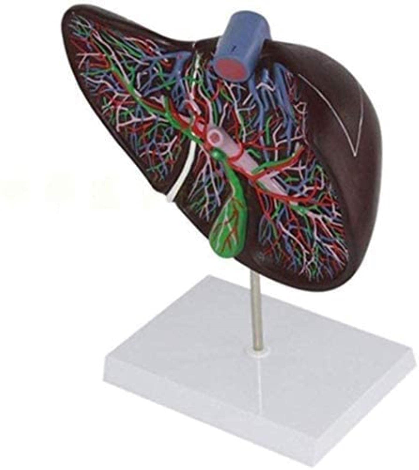 Buy RTYUI Human Body Model Human Digestive Organs Liver, Gallbladder ...