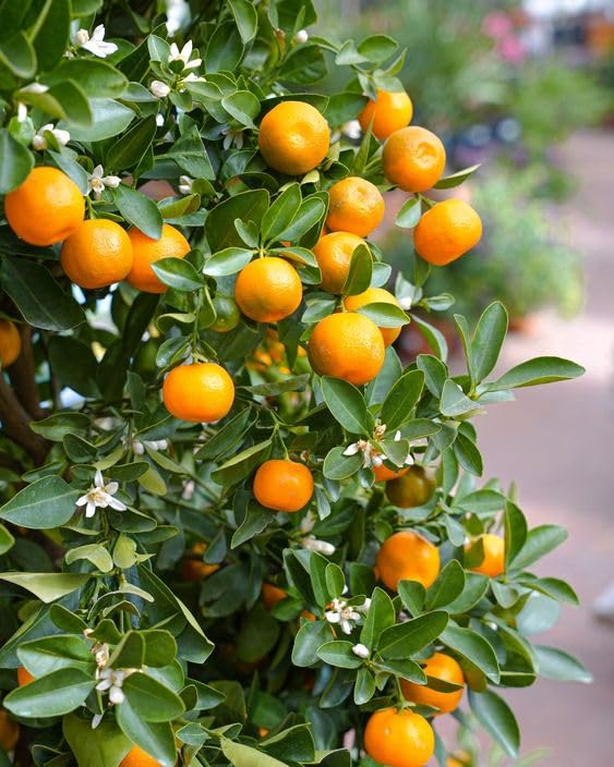 Chinese Orange Live Plant Tree, Narangi live Plant, Citrus Fruit Plant ...