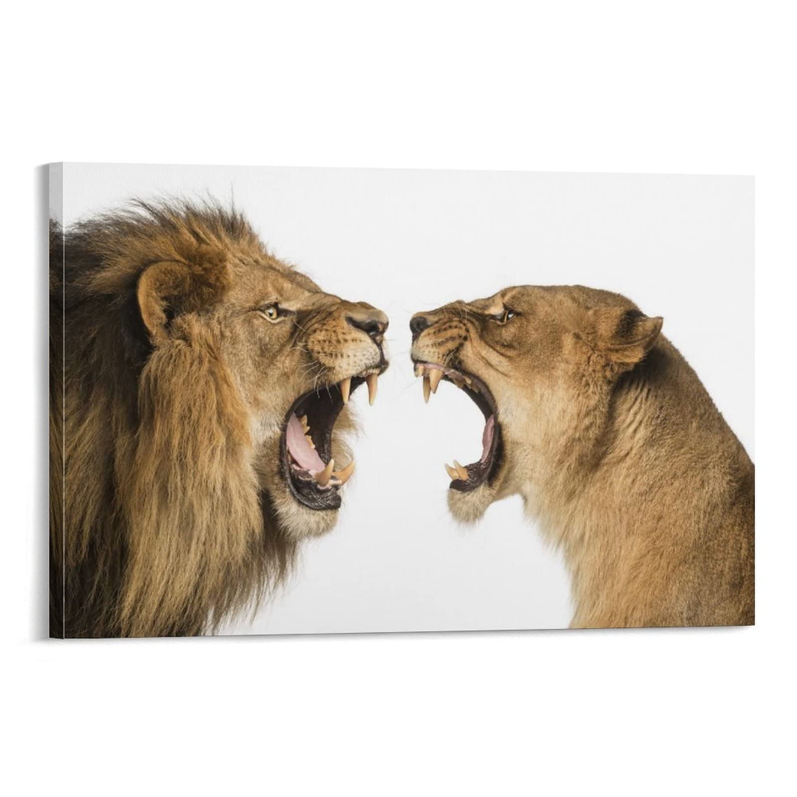 Male Lion Lioness
