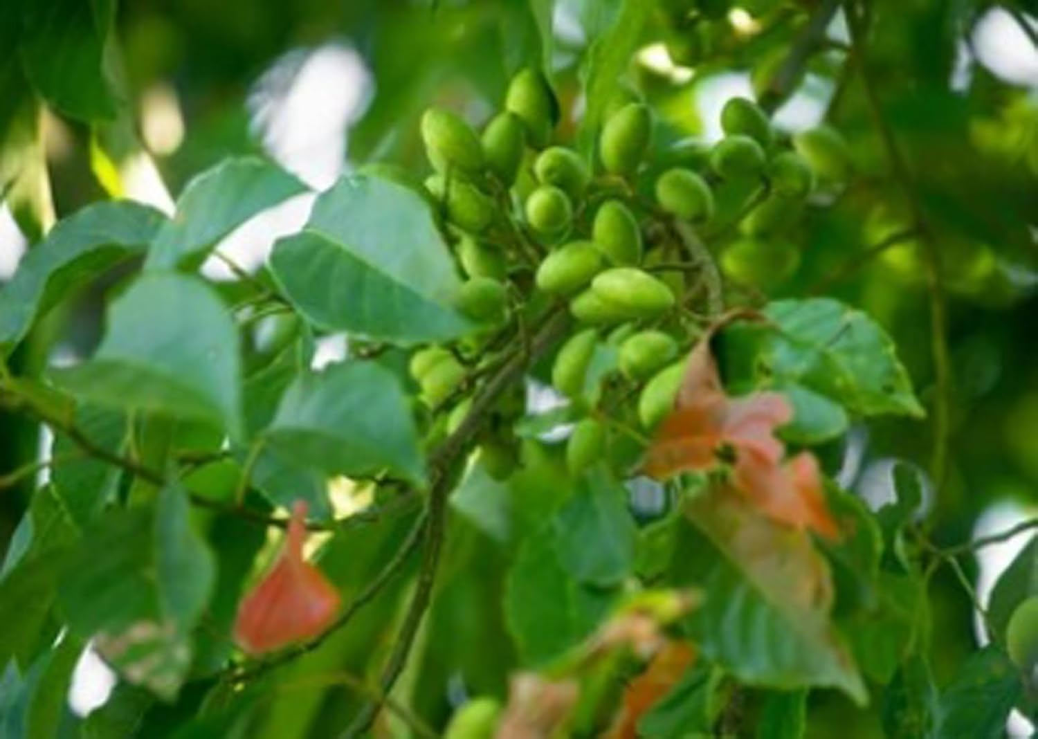 Green view® Thailand Sweet Olive-Jalpai Plant | Rare Jaitun Olive Live ...