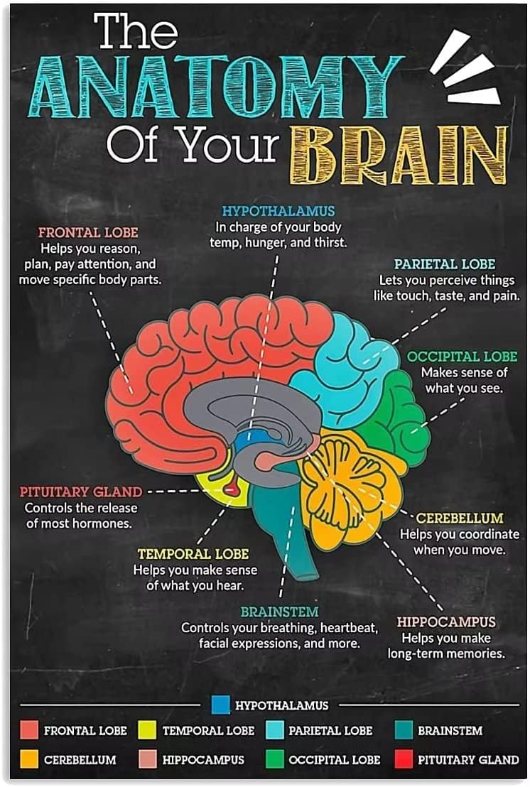 Amazon.com: Starotore Anatomy Your Brain Knowledge Metal Tin Signs ...