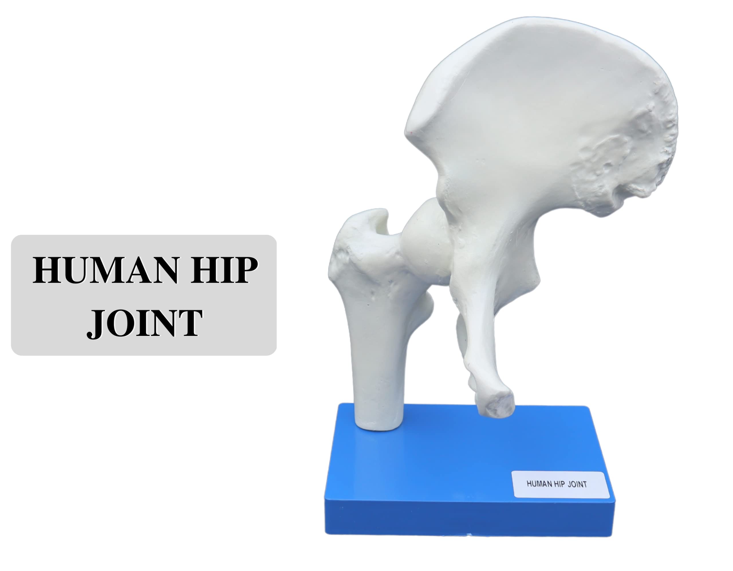 Buy LexBax Hip Joint Model with Muscles, Human Body Anatomy Replica of ...