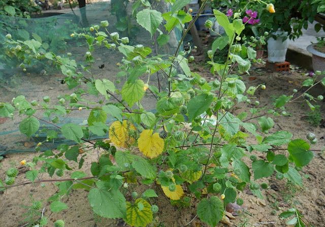 Atibala Sabut dried Leaves (Abutilon indicum) Kangi Powder - Indian ...