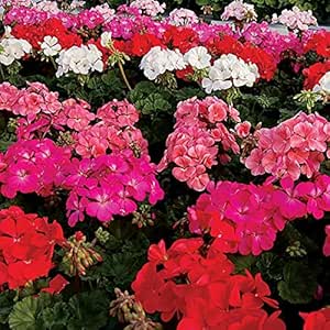 Mix Zonal Geranium Seeds | Pelargonium x Hortorum 10 Annual Perennial ...