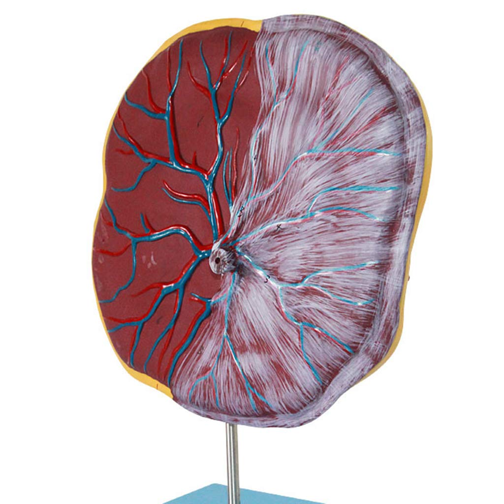 Anatomía De La Placenta Humana