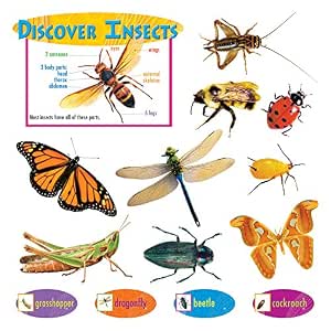 Discover Insects Mini Bulletin Board Set : Amazon.in: Office Products