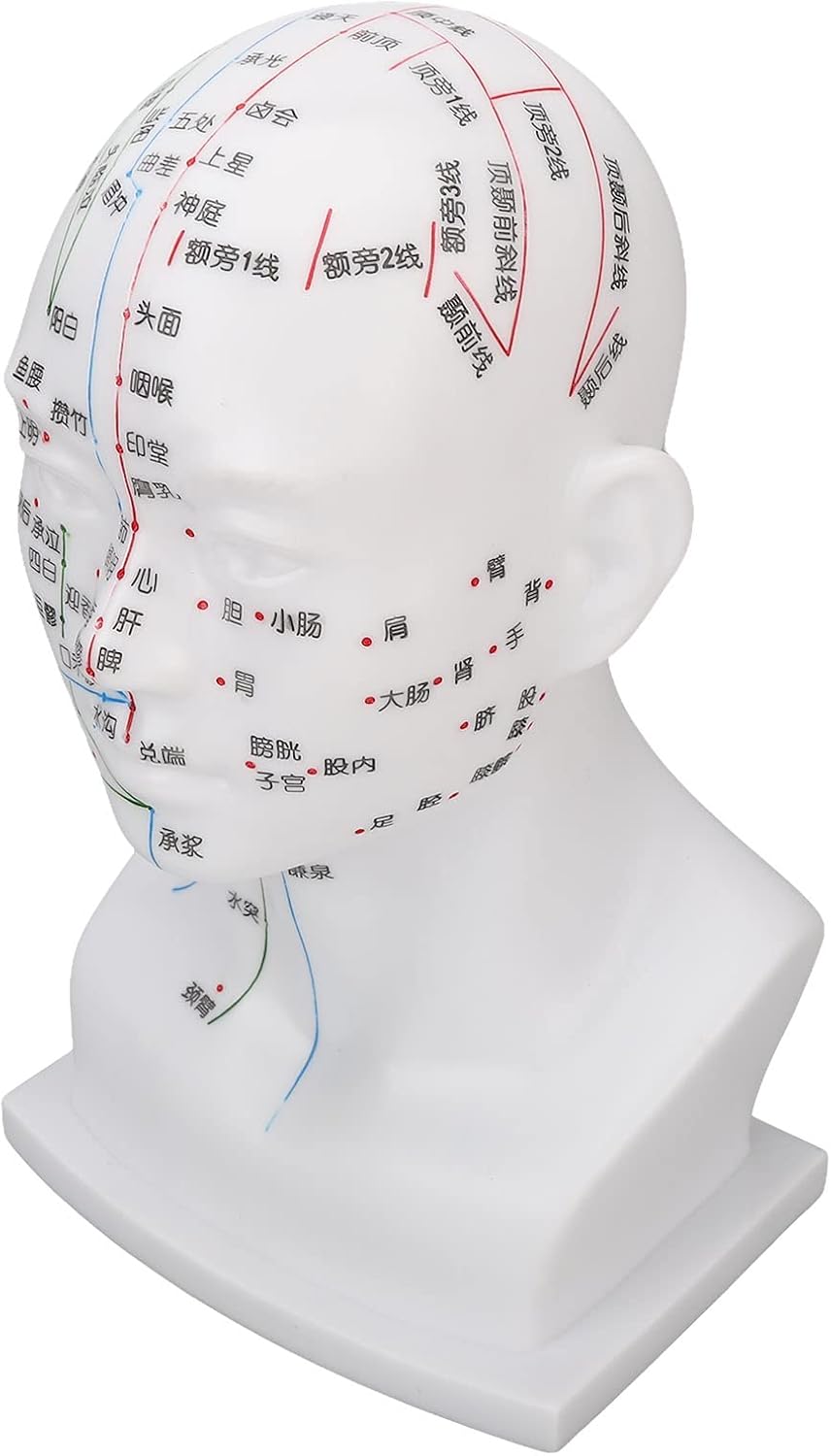 Amazon.com: Acupuncture Head Model, Teaching Head Acupuncture Model for ...