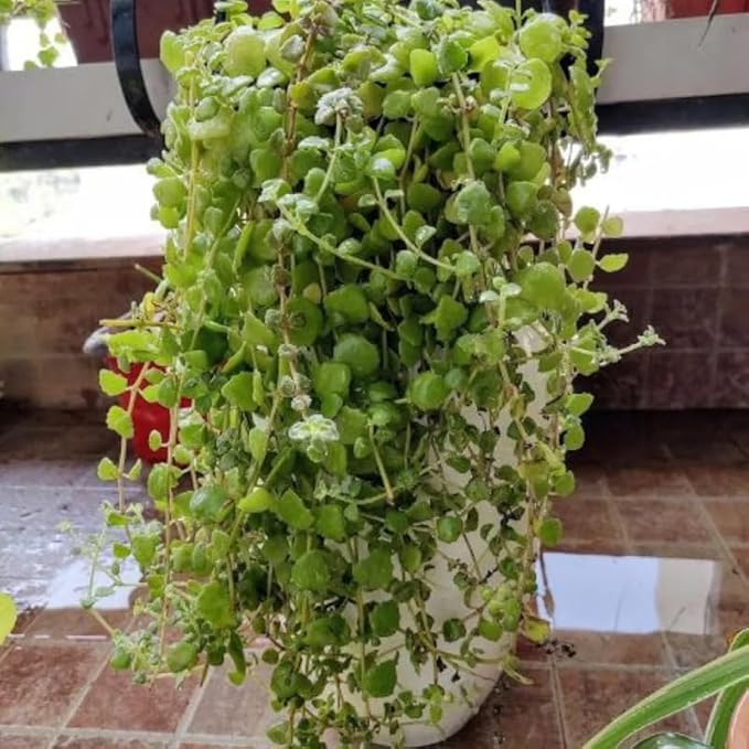 Mphmi Seedless Plant Indoor Plants Tangled heart (Plectranthus ...