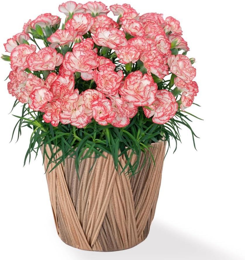 Amazon｜【母の日 2025年 産直ギフト】母の日 産直ギフト 花キューピット 幸せの複色カーネーション鉢（ピンク） mt04az ...