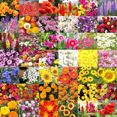 Urban Plant Indian Flower Seeds Bank – 40+ Varieties, 4,560 Seeds for ...