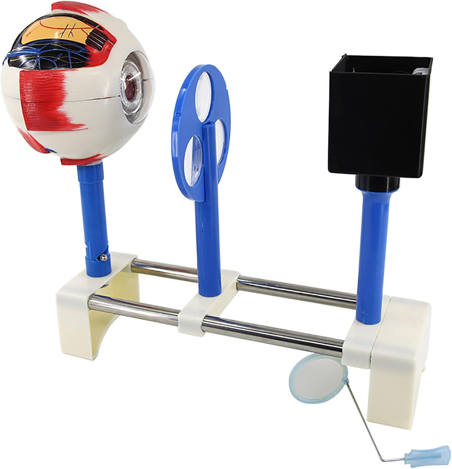 KOHARA Teaching Model,Eyeball Instrument Model Lens Curvature Variable ...