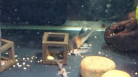 Amazon.co.jp: GEX ワイルドバイト ボトム 45g 昆虫原料35%配合 アメリカミズアブ幼虫 すばやく沈む 魚本来の食性 オメガ3・6脂肪酸 コリドラス ローチ 底魚 : ペット用品