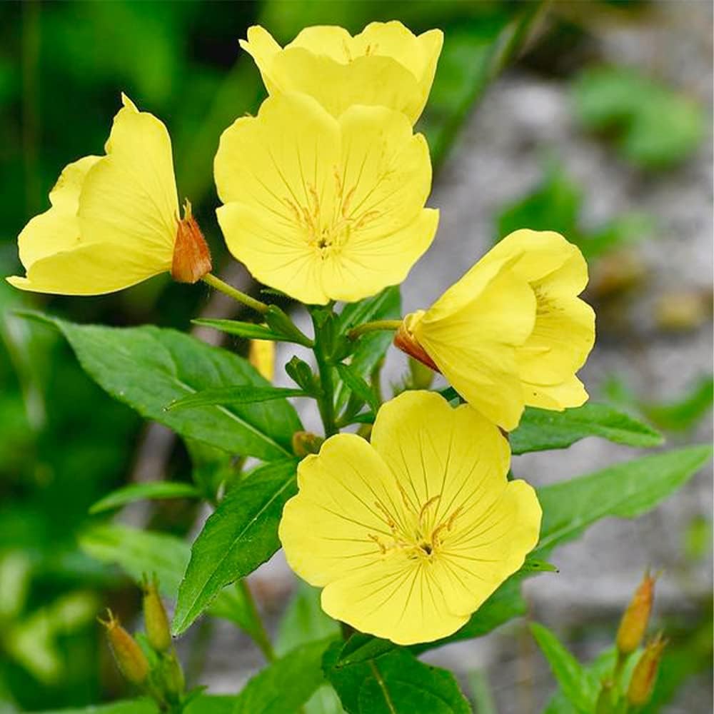 Amazon.com : QAUZUY GARDEN 200 Seeds Dwarf Common Evening Primrose ...