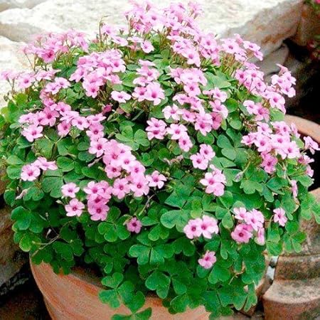 Amazon.com : Oxalis Triangularis (10 bulbs) - Purple Shamrocks for ...