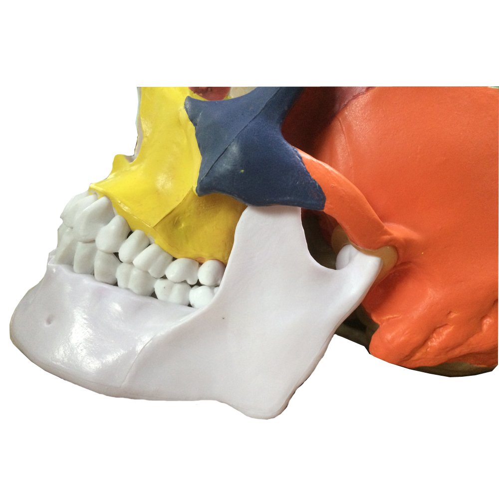 Craneo Anatomia Life-Size 3-Part Skull Model - Removable Teeth & Color ...