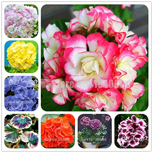 15pcs/bag Geranium Seeds Night Blue Geranium Seeds, 50% OFF