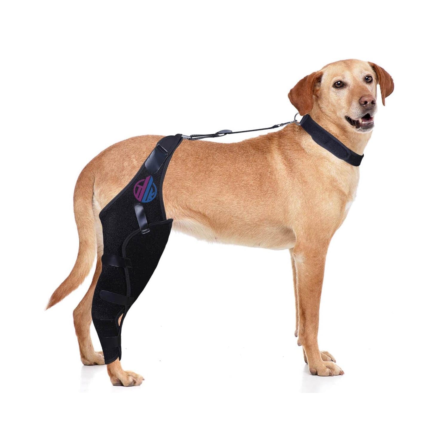 Amazon.com : Tkcuteface Dog Knee Brace for ACL, Knee Cap Dislocation ...