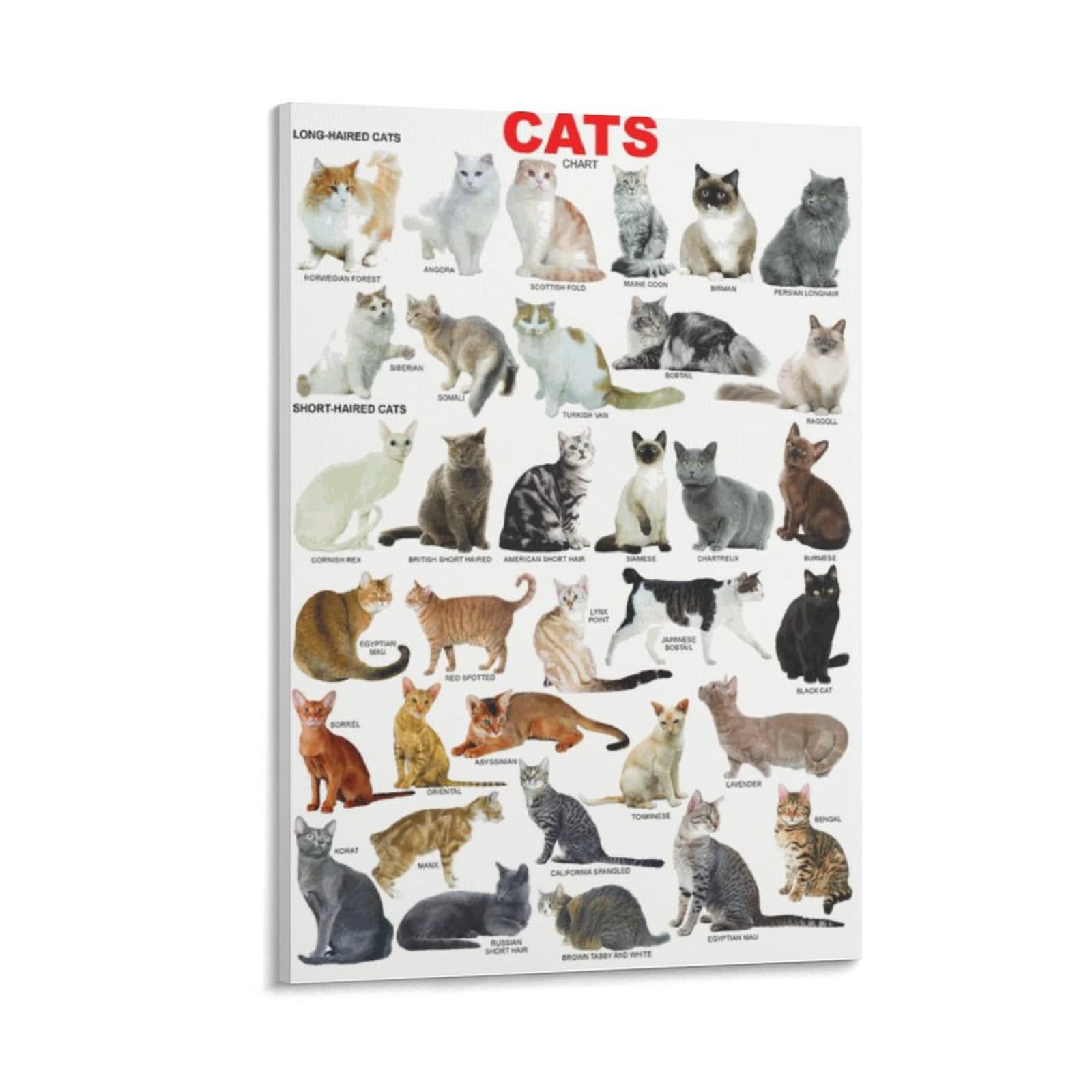Affiche De Race De Chat