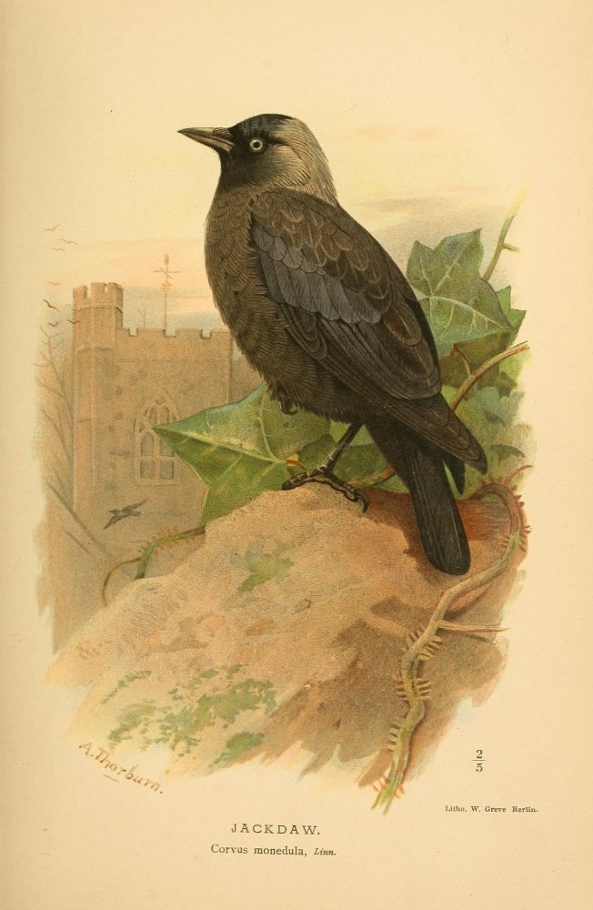 Jackdaw Bird Drawing Badass Jackdaw : R/birding